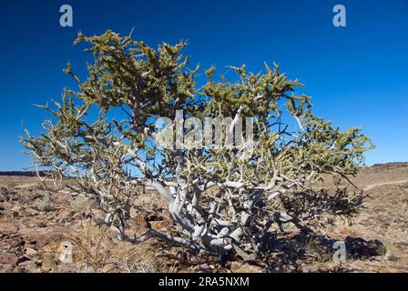 Witgat tree, Stinking bush, stink shepherd's tree (Boscia foetida ...