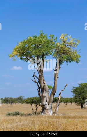Moringa (Moringaceae) tree, Etosha National Park, Namibia, Moringa tree ...