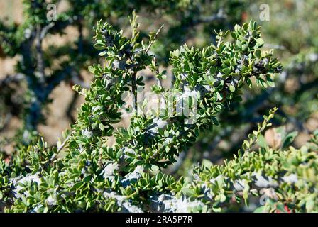 Stinking Bush, stink shepherd's tree (Boscia foetida), Stinking ...