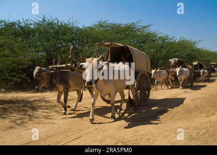 Ox-cart, ncart, draught ox, draught oxen, ncart, zebu, zebu cattle ...