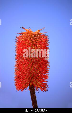 Aloe (Aloe dawei), flowering, California, USA, North America Stock ...