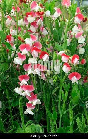 Vetch, old vetch (Lathyrus odoratus Stock Photo - Alamy