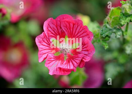 Cape mallow 'Donatella' (Anisodontea capensis Stock Photo - Alamy