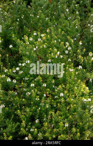 Coastal Rosemary (Westringia fruticosa Stock Photo - Alamy