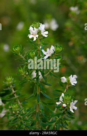 Coastal rosemary (Westringia fruticosa), Australia Stock Photo - Alamy