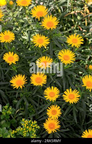 Dwarf Swordleaf (Inula ensifolia Stock Photo - Alamy