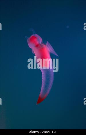 Clione limacina Вагнер Stock Photo - Alamy
