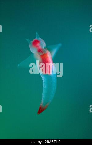 Winged snail, Hokkaido (Clione limacina), Japan Stock Photo - Alamy