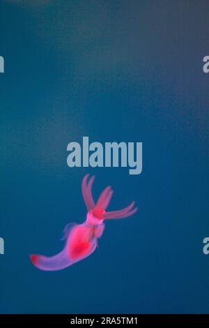 Winged snail, Hokkaido (Clione limacina), Japan Stock Photo - Alamy