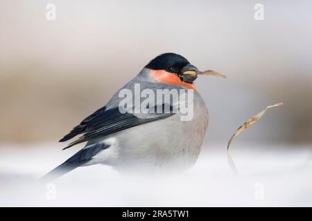 Grey-bellied Bullfinch, male, Hokkaido, Japan (Pyrrhula pyrrhula ...