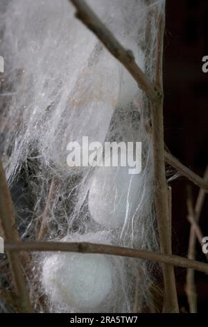 Mulberry Silkworm Moth Stock Photo - Alamy