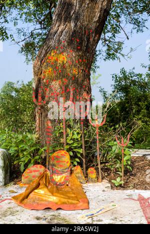 Neem tree, Tamil Nadu, India NOMR Stock Photo - Alamy