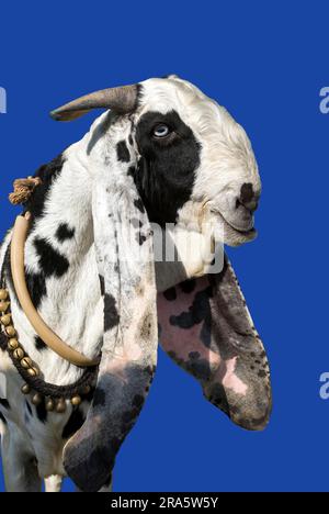 Jamnapari Jamunapari Etawah Indian breed of domestic goat Pet show at ...