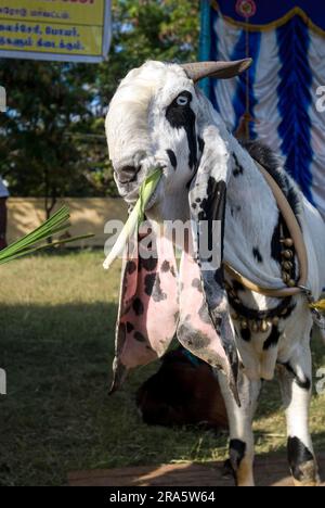 Jamnapari Jamunapari Etawah Indian breed of domestic goat Pet show at ...
