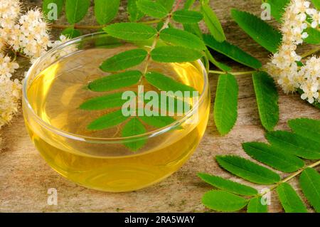 Cup rowan tea, rowan (Sorbus aucuparia), rowan tea, rowan leaf tea ...