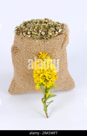 Goldenrod, dried (Solidago virgaurea), free-standing, object Stock ...