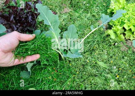 Preparation of raised bed, mulching with grass clippings, young plants ...