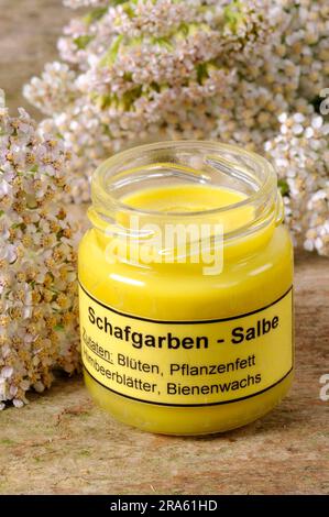 (Achillea millefolium), yarrow ointment, yarrow ointment Stock Photo ...