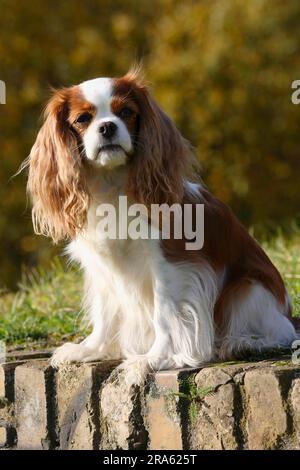 Blenheim adult cavalier king charles spaniel is sleeping Stock Photo ...