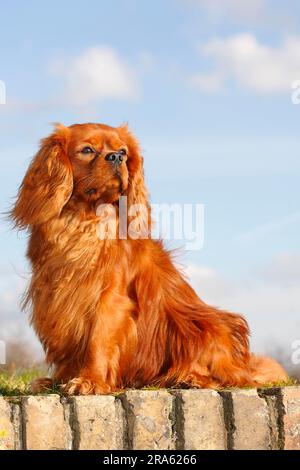 A dog cavalier king charles, a ruby puppy Stock Photo - Alamy