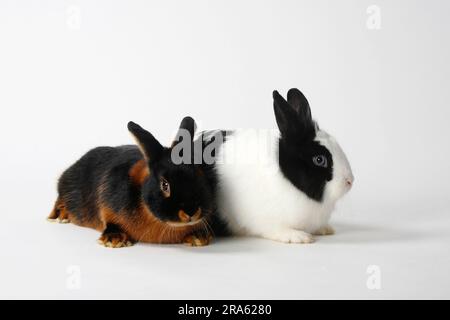 Lion's mane dwarf rabbits and tan rabbits, black-tan, lion's mane dwarf ...