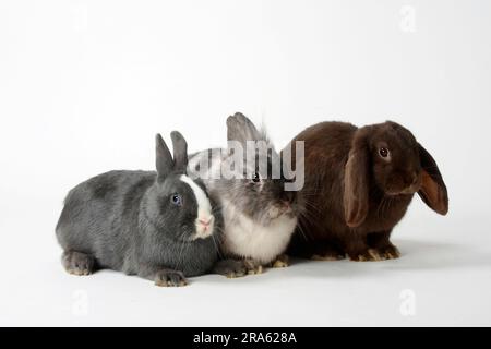 Dwarf rabbit, blue with white, and Dutch dwarf ram, Havana, Dutch dwarf ...