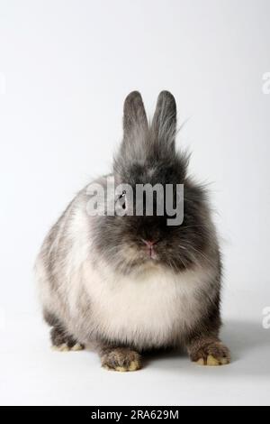 Lion-maned dwarf rabbits, Rhoen, lion-headed rabbits, domestic rabbits ...