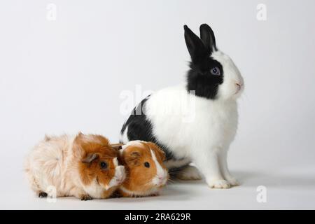 Lion's mane dwarf rabbits, black and white, and guinea pigs, red and ...