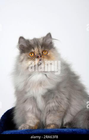 Persian cats, 5 months, blue-tortie-smoked Stock Photo - Alamy