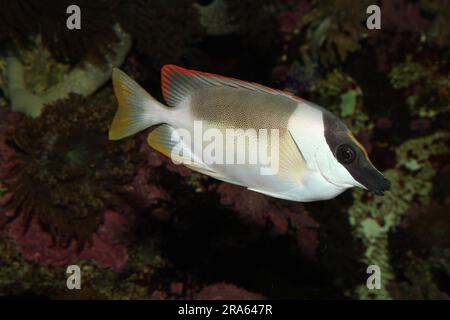 One-spotted fox-face (Siganus unimaculatus), lateral, detachable Stock ...