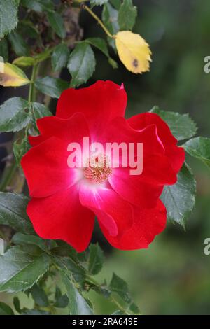 Red Floribunda rose (Rosa) Climbing Alain blooms on a black metallic ...