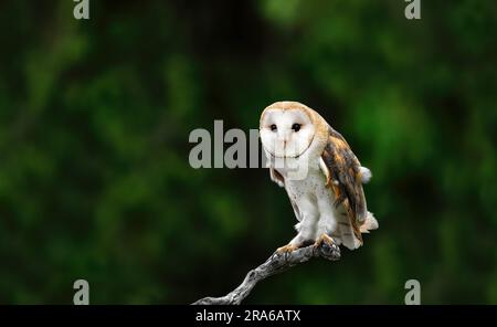 A small barn-owl ( Tytonidae ) looking to the right, full body shot ...