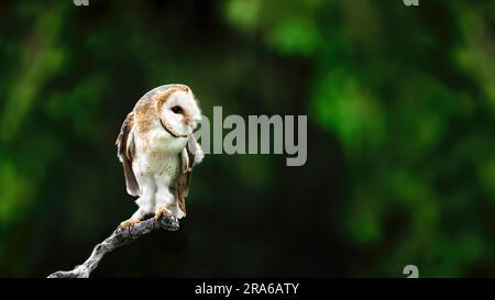 A small barn-owl ( Tytonidae ), full body shot, dark green background ...