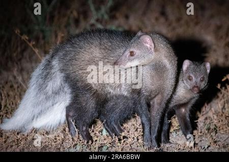 Zambia, South Luangwa. White-tailed mongoose (WILD: Ichneumia albicauda ...