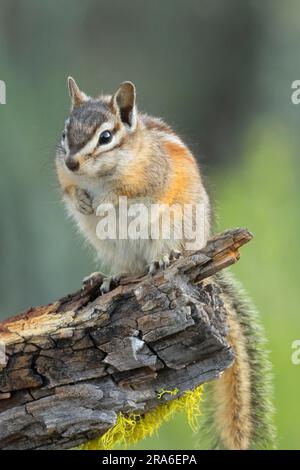 Chipmunk, Cabin Lake Viewing Blind, Deschutes National Forest, Oregon ...