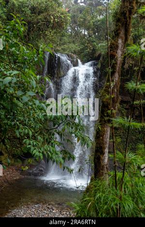 The Lost Waterfalls inside a cloud forest, Boquete, Panama - stock ...