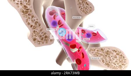The Composition of Bone Marrow 3D rendering Stock Photo - Alamy