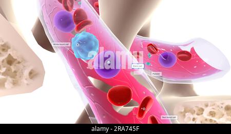 The Composition of Bone Marrow 3D rendering Stock Photo - Alamy