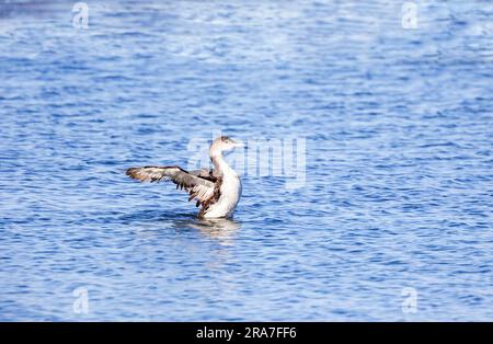 Common Loon Flapping Wings Stock Photo - Alamy