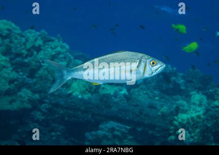 The small toothed jobfish, Aphareus furca, is also known as a forktail ...
