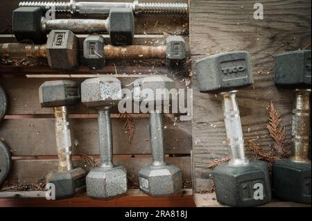 Rusty cobweb covered weight lifting equipment. Weights and dumb bells ...