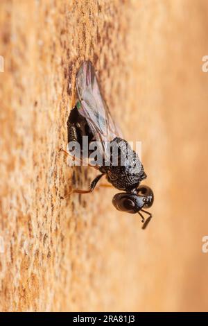 A female Perilampid Wasp (Steffanolampus salicetum) oviposits into a ...
