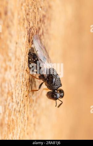 A female Perilampid Wasp (Steffanolampus salicetum) oviposits into a ...