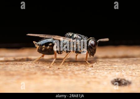 Perilampid Wasp (Steffanolampus salicetum) - Female Stock Photo - Alamy