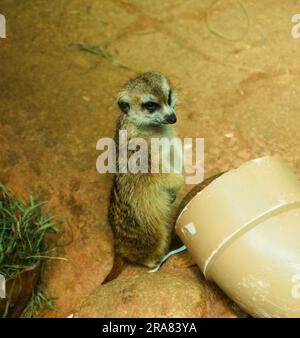 Meerkat (Suricata suricatta), Genus Suricata, Phylum Chordata, Class ...