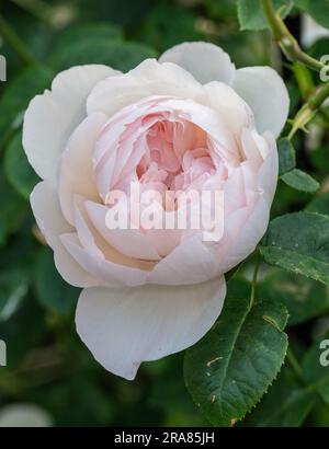 'Gentle Hermione' English Rose, Engelsk ros (Rosa Stock Photo - Alamy