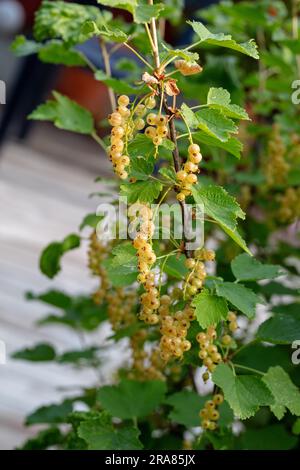 Ribes rubrum Weisse Versailler, Ribes rubrum White Versailles Stock ...