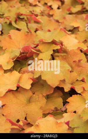 Villosa 'Caramel' - alumroot (Heuchera Stock Photo - Alamy