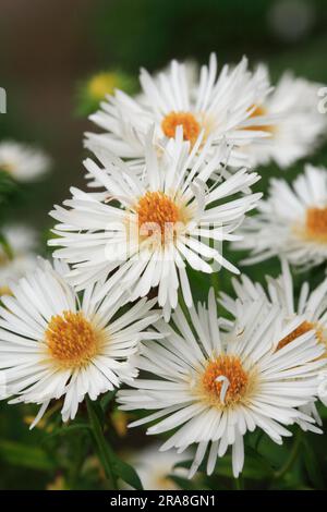 Symphyotrichum novae-angliae 'Autumn Snow' flowers Stock Photo - Alamy