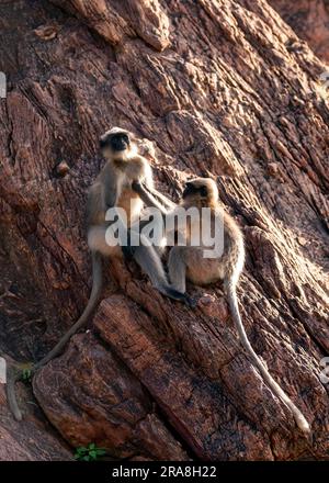 Common Langurs (Semnopithecus entellus) on the rocks of north fort ...